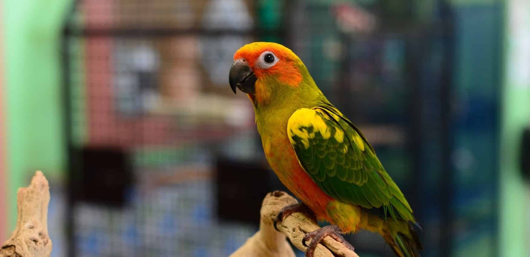 Current Birds For Sale - Just For Parrots