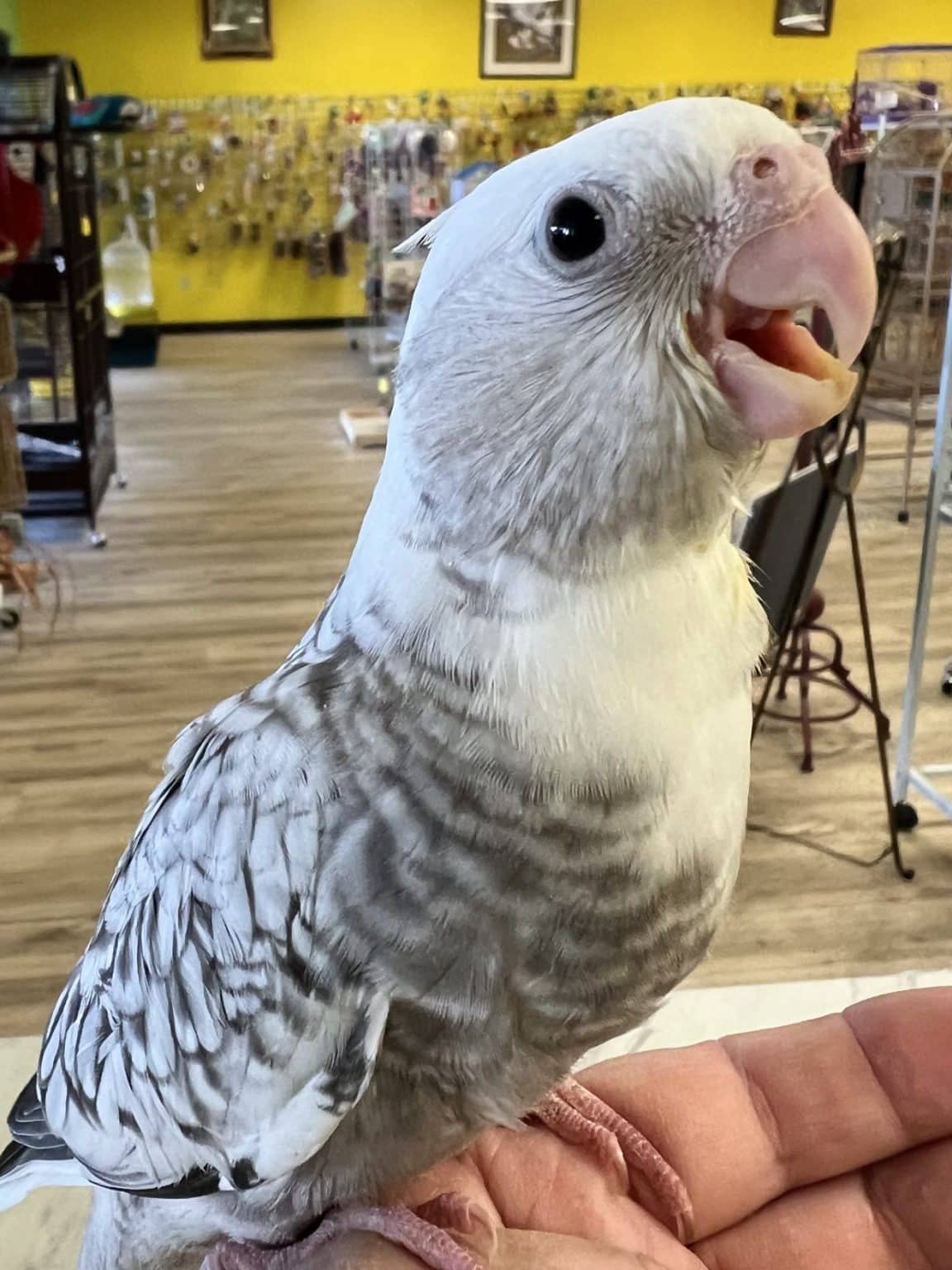 Current Birds For Sale - Just For Parrots
