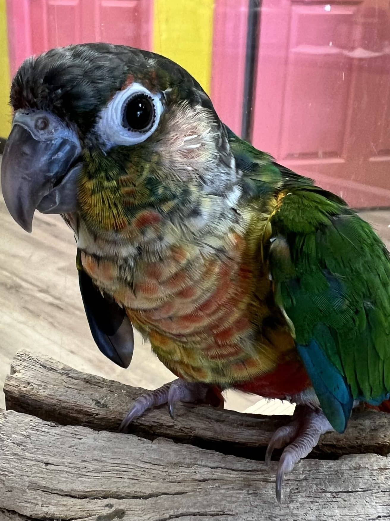Current Birds For Sale - Just For Parrots