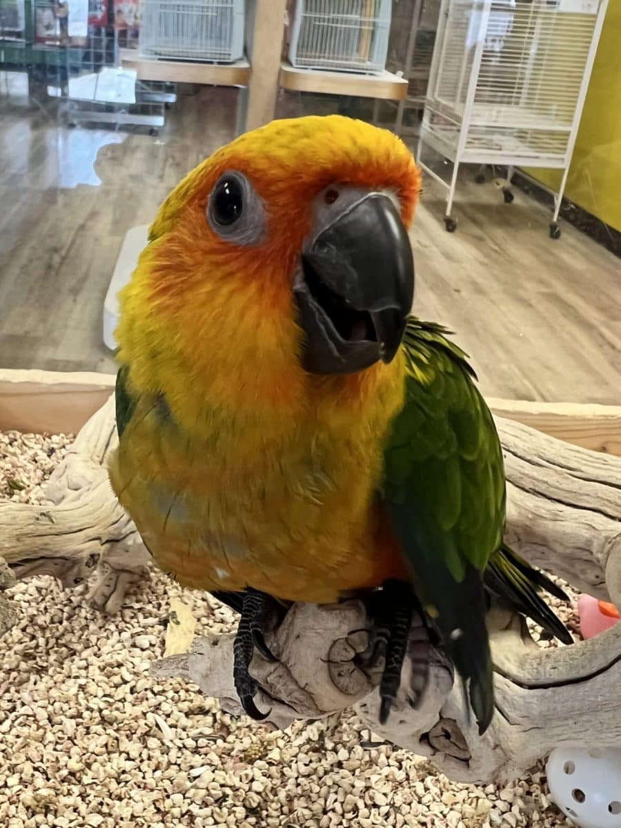 Current Birds For Sale - Just For Parrots