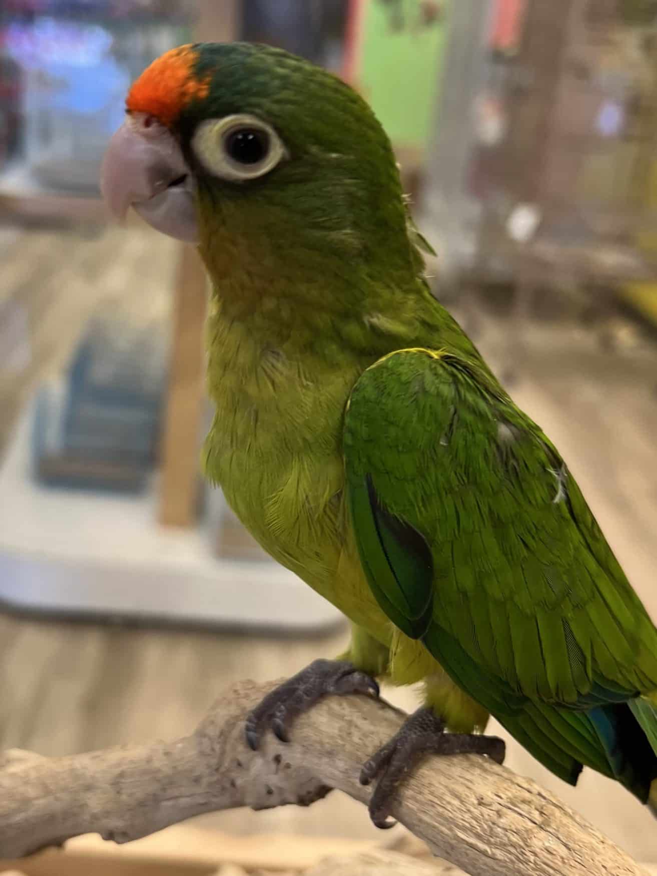 Current Birds For Sale - Just For Parrots