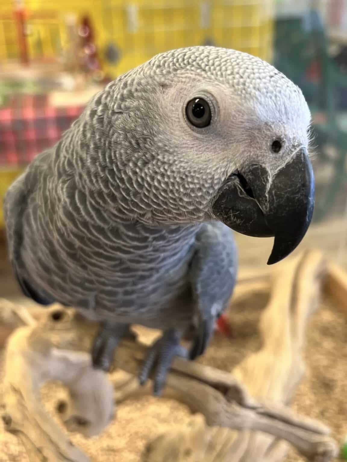 Current Birds For Sale - Just For Parrots